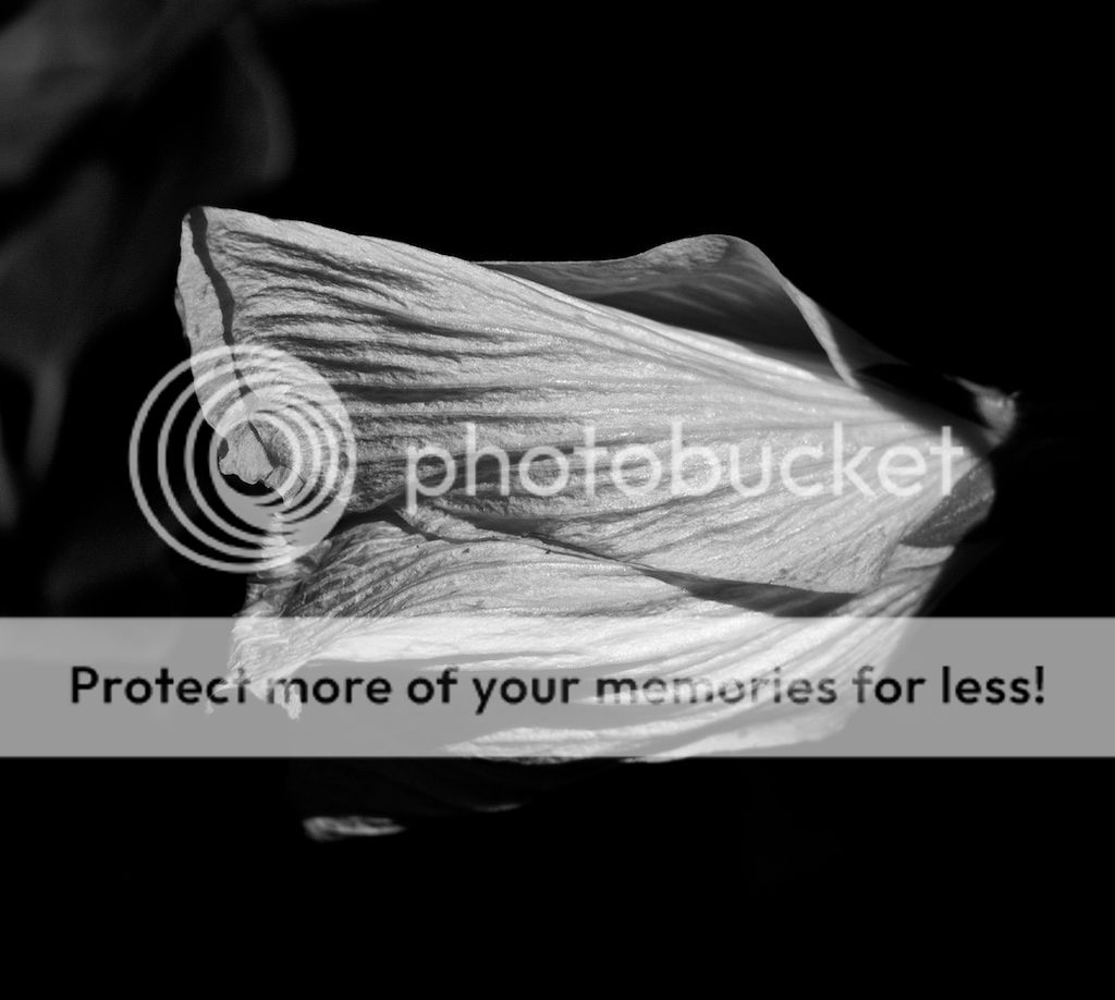 Folded Hibiscus - PentaxForums.com